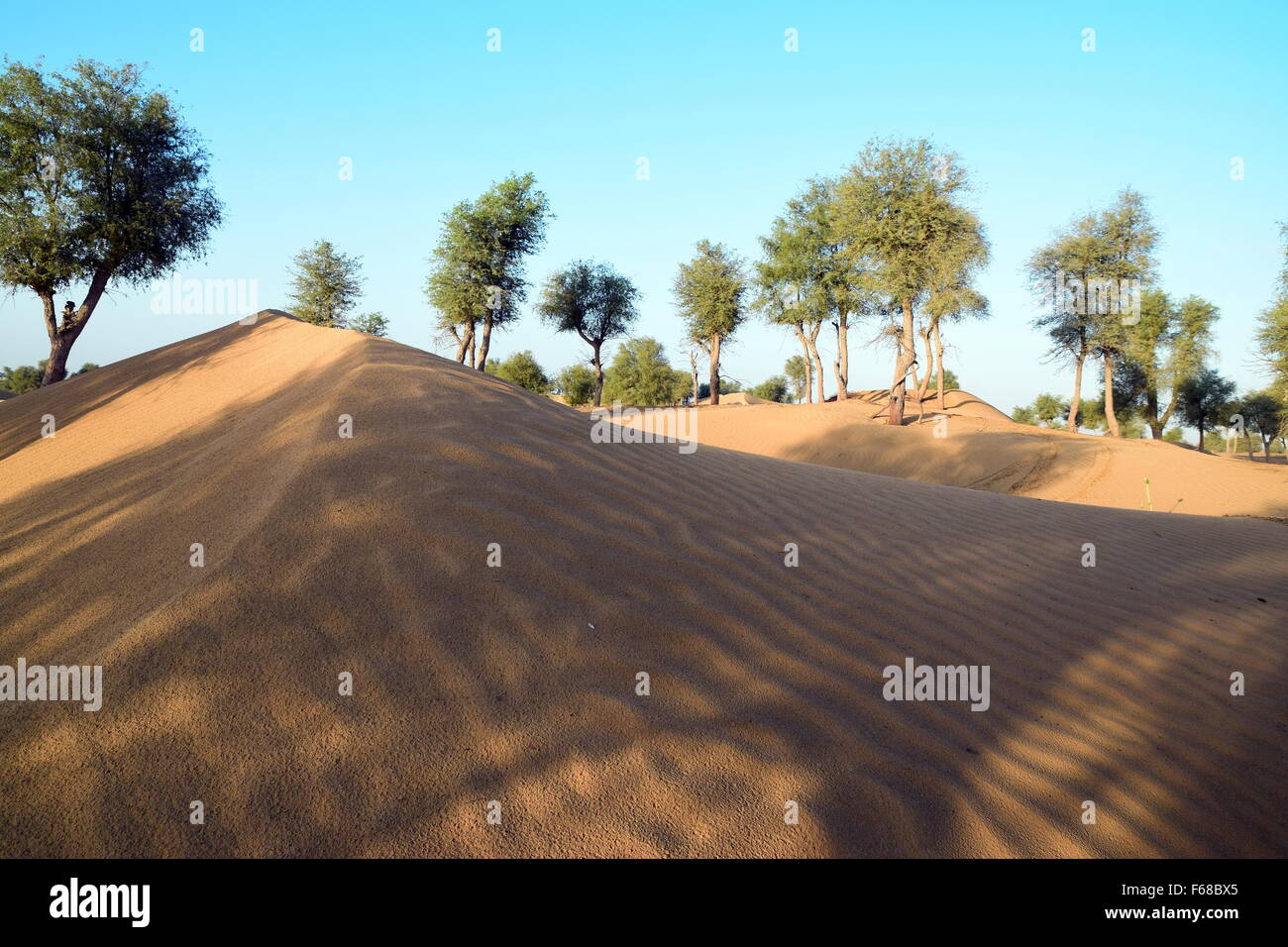 Around Dubai city desert background with trees and blue sky Stock Photo ...
