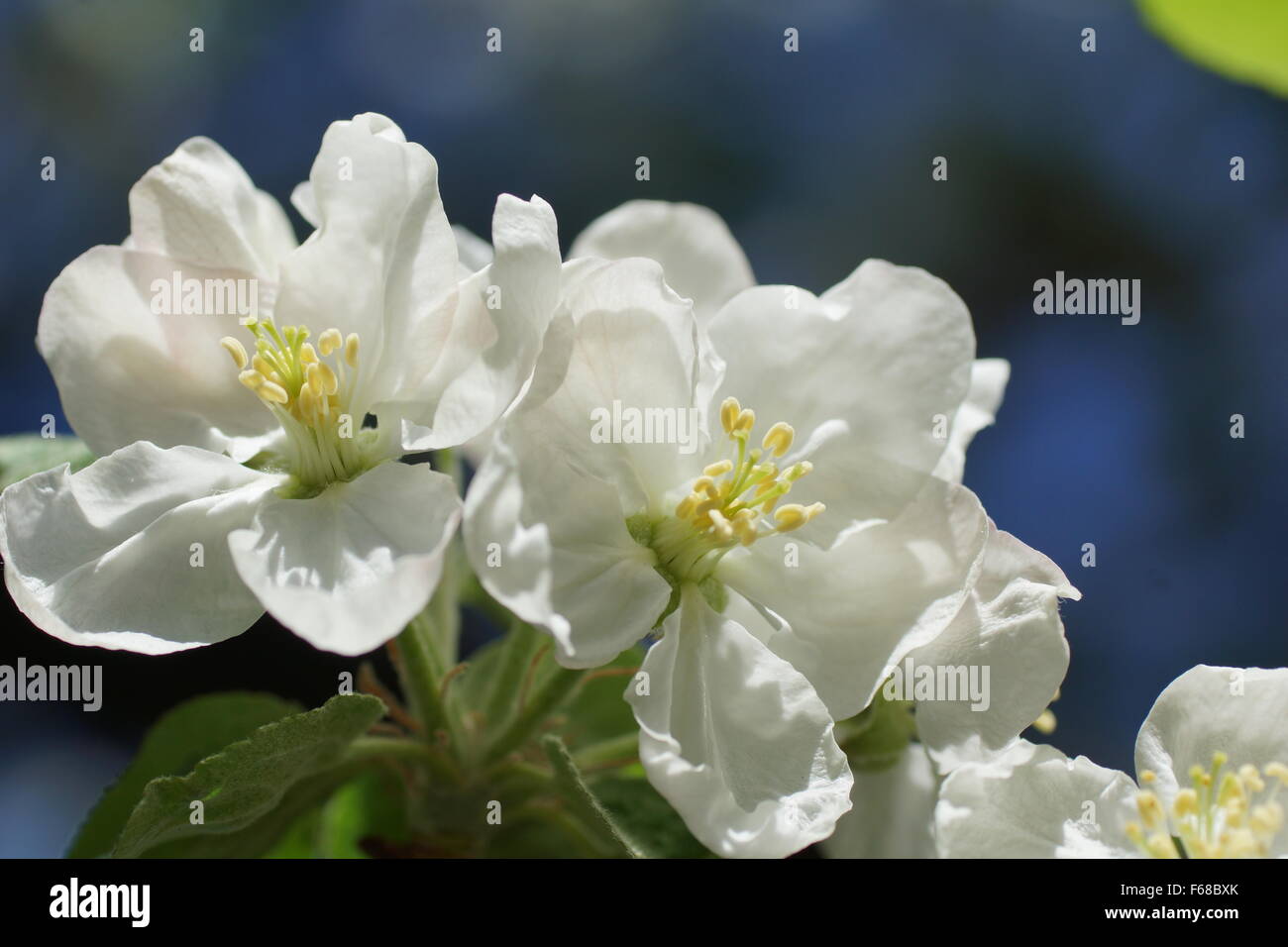 Apple flowers close-up Stock Photo - Alamy