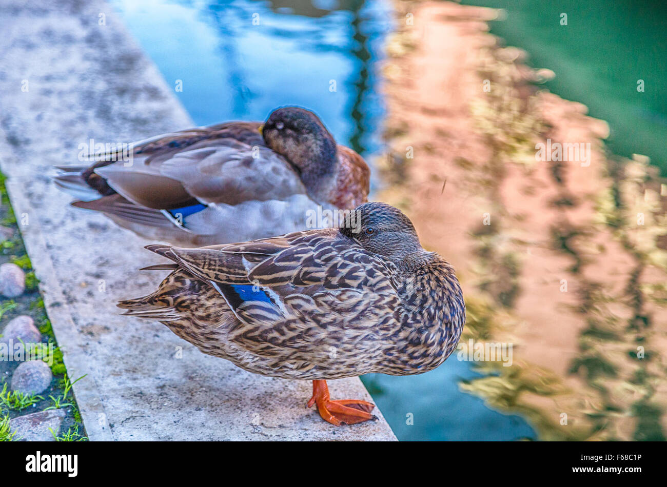 two chilled ducks hiding their head in their feathers in front of a ...