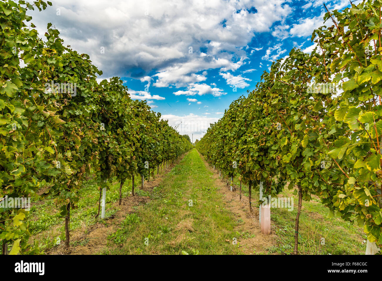 vines cultivated in regular rows before the harvest Stock Photo - Alamy
