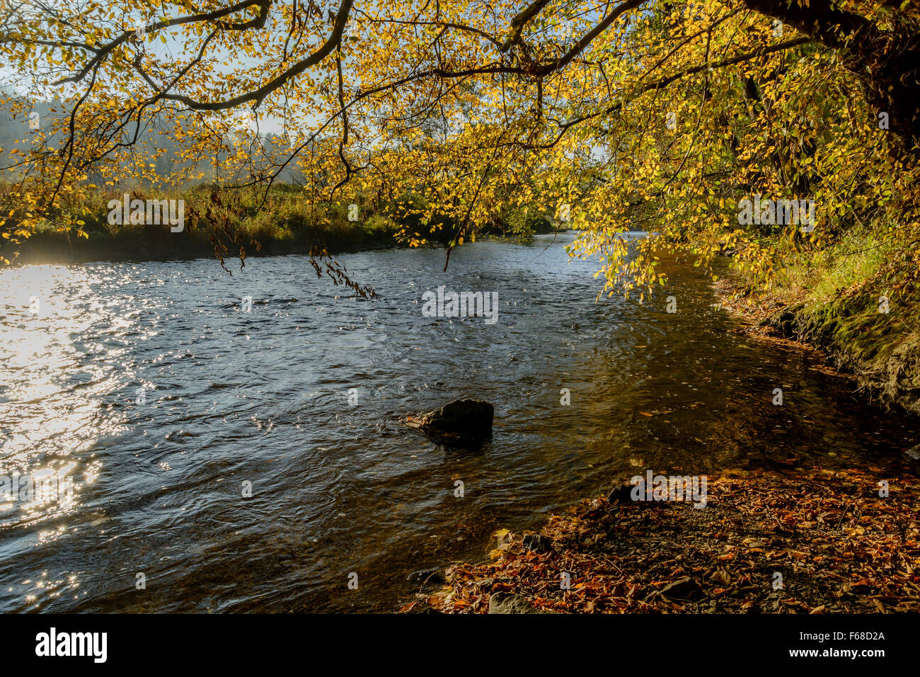Ourthe river in Belgian Ardennes in autumn Stock Photo - Alamy