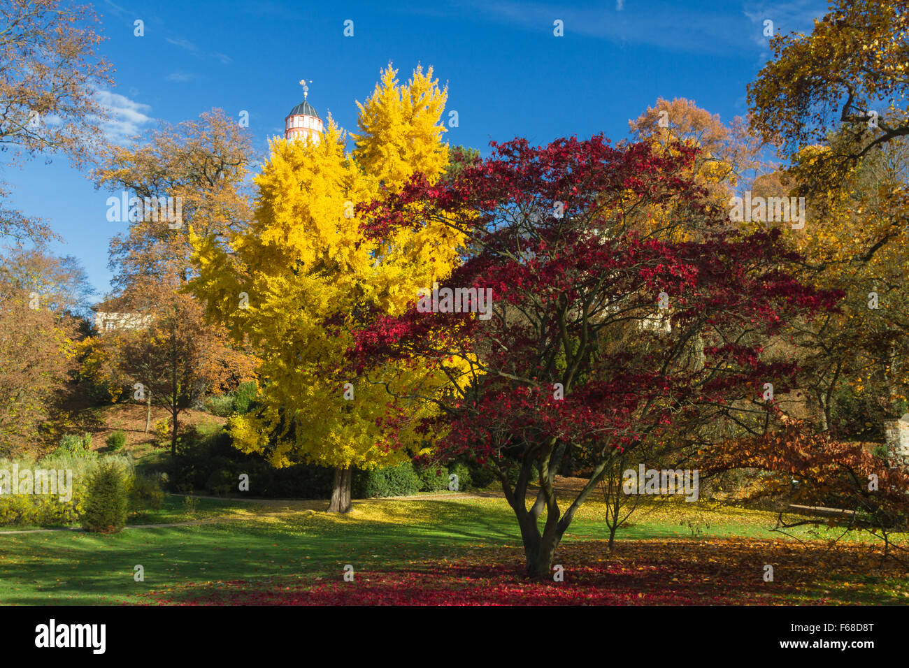 Gingko hi-res stock photography and images - Alamy