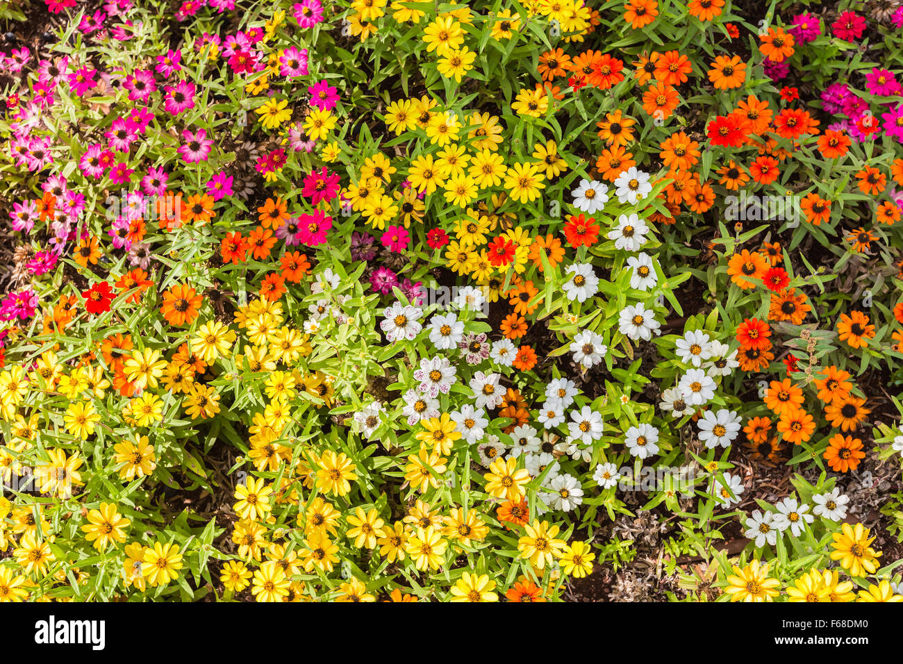 background of multicolored small flowers blooming closeup Stock Photo ...