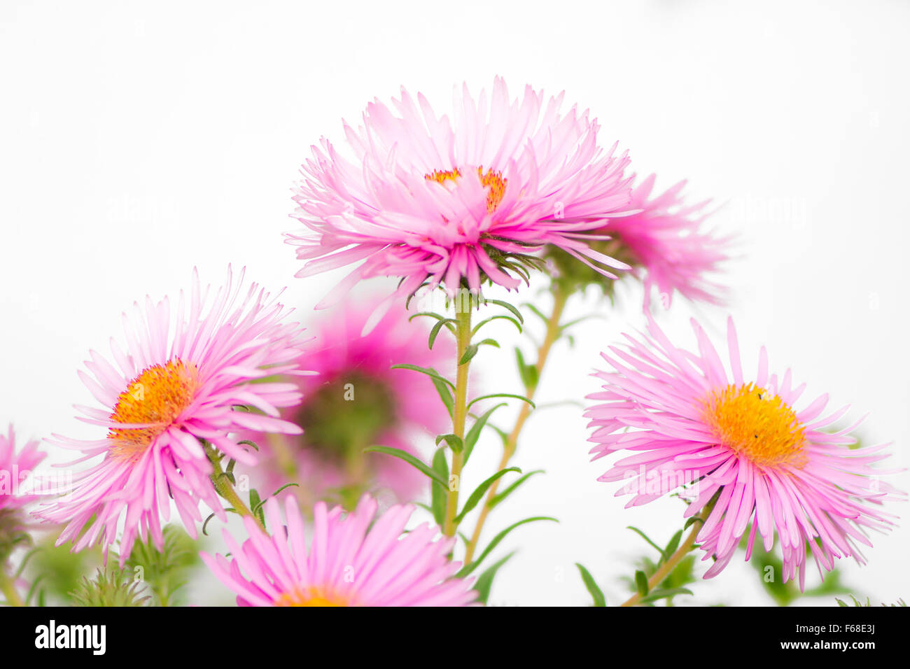 Pink aster flowers hi-res stock photography and images - Alamy
