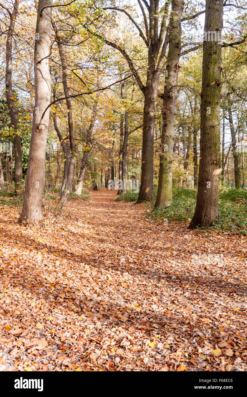 Fall of belgium hi-res stock photography and images - Alamy