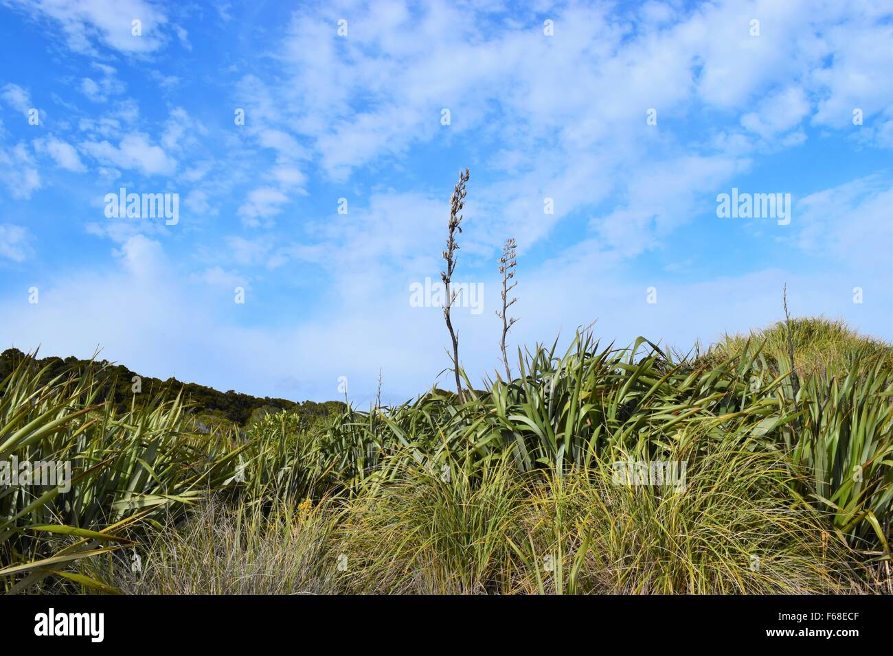 Sand dunes near the beach with native beach plants, Queensland ...