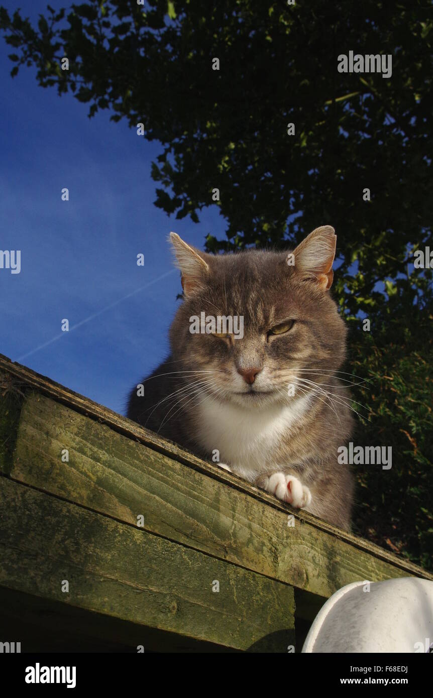 Tabby cat angry hi-res stock photography and images - Alamy