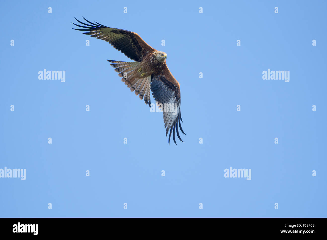 Milvus raptor hi-res stock photography and images - Alamy