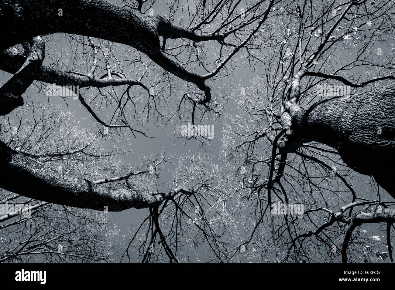 spooky abstract black and white tree silhouette in sunrise time Stock ...