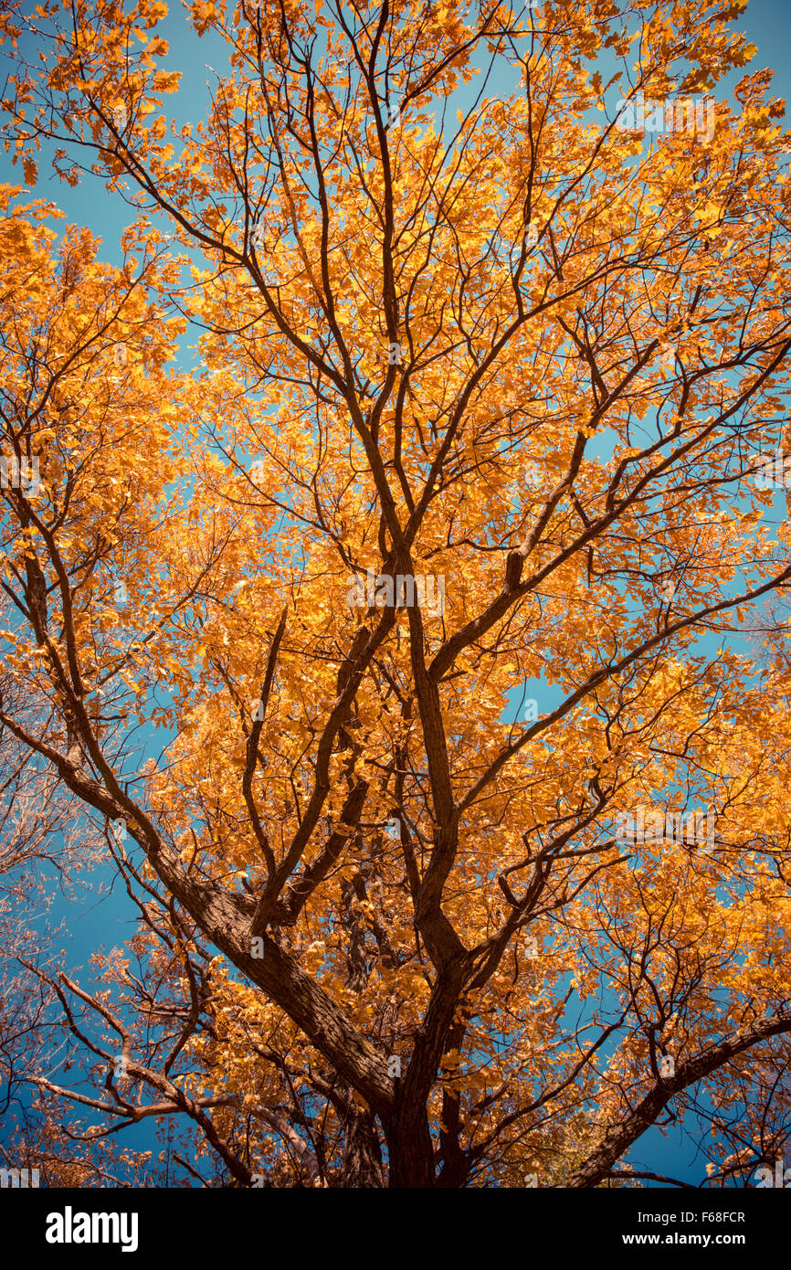 Photograph of sun through trees hi-res stock photography and images - Alamy