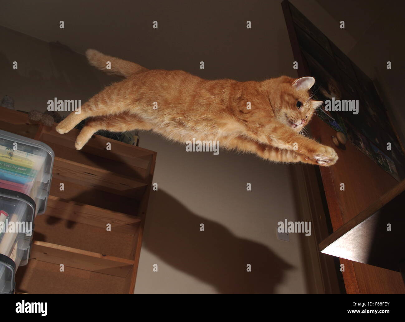 Cat jumping furniture hi-res stock photography and images - Alamy