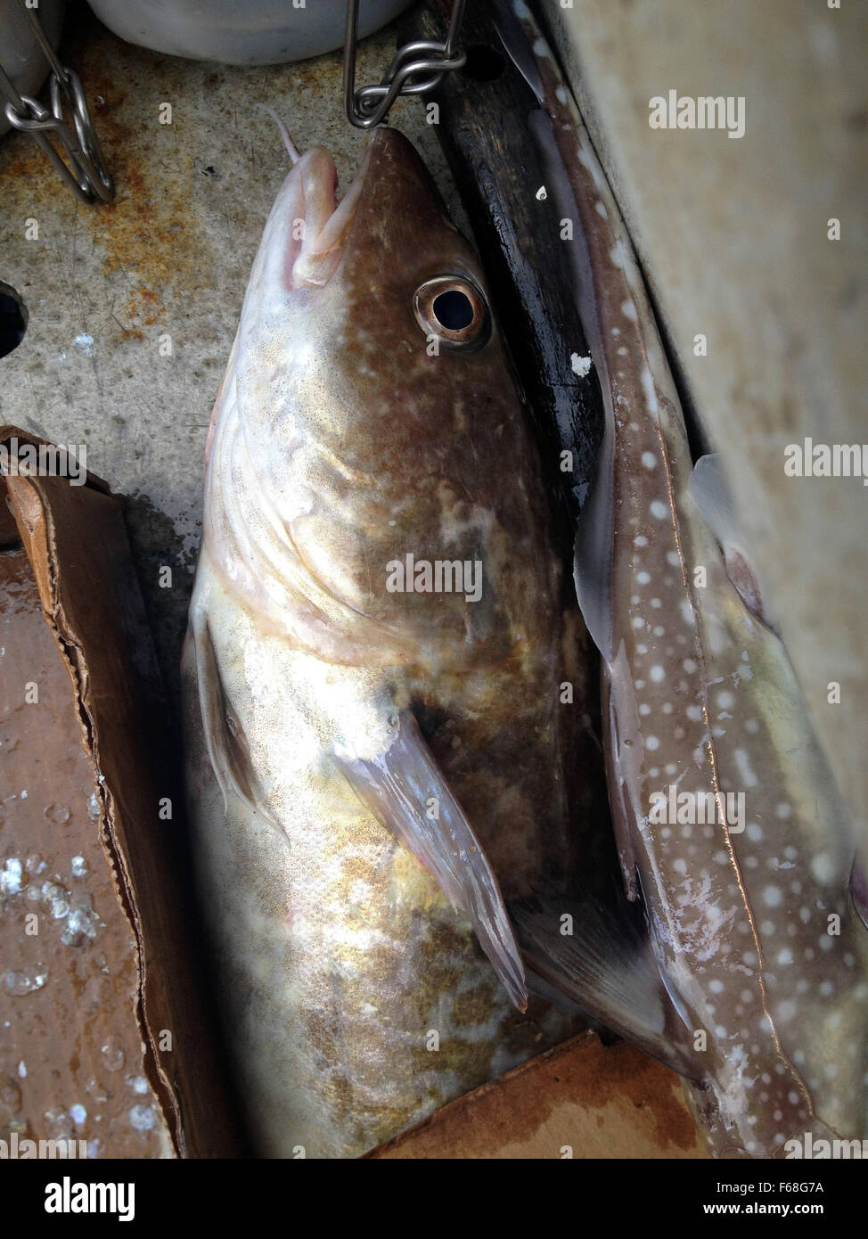 Fish caught in Tongass Narrows near Ketchikan, Alaska Stock Photo - Alamy