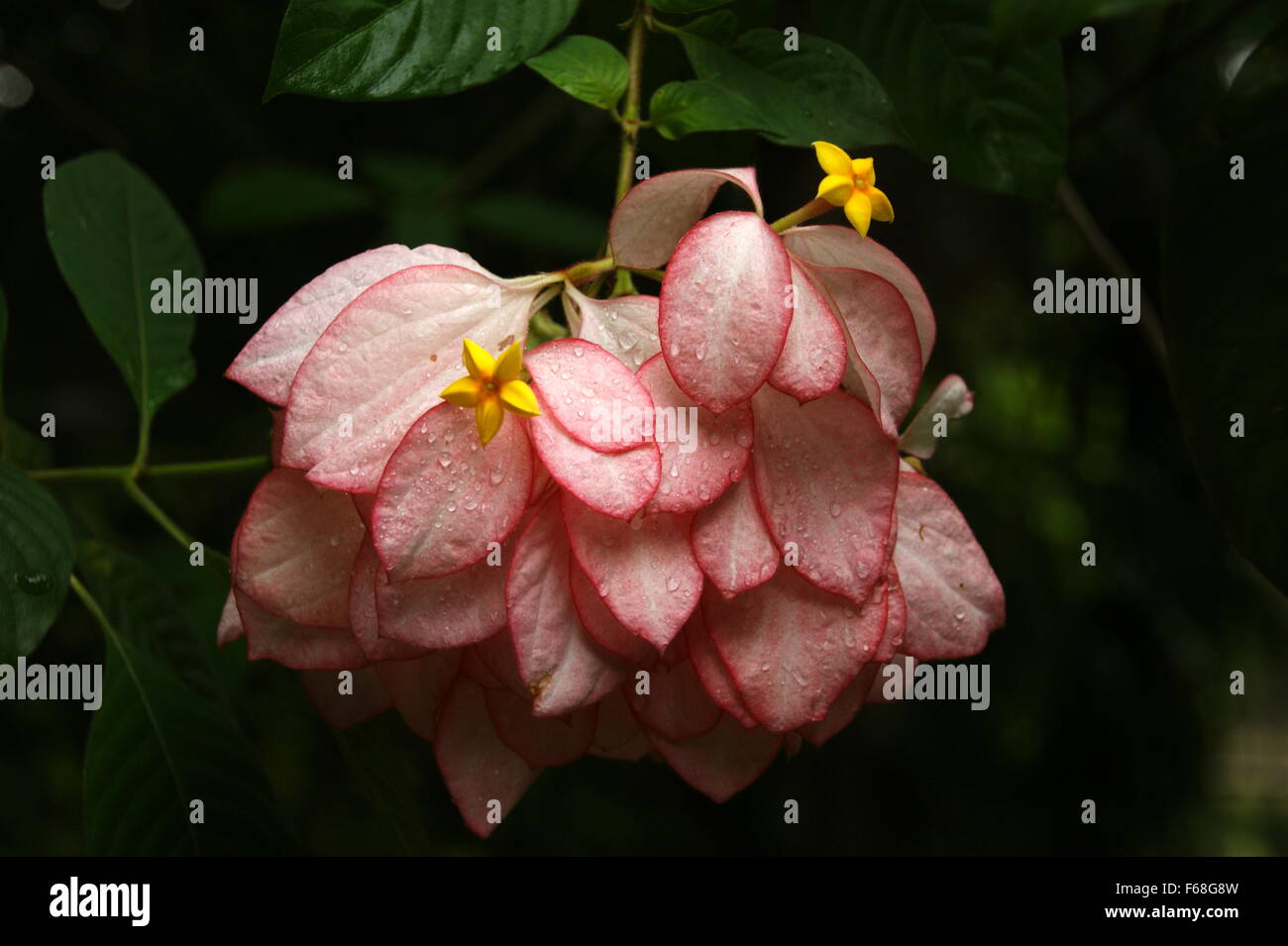 Mussaenda Plants High Resolution Stock Photography and Images - Alamy