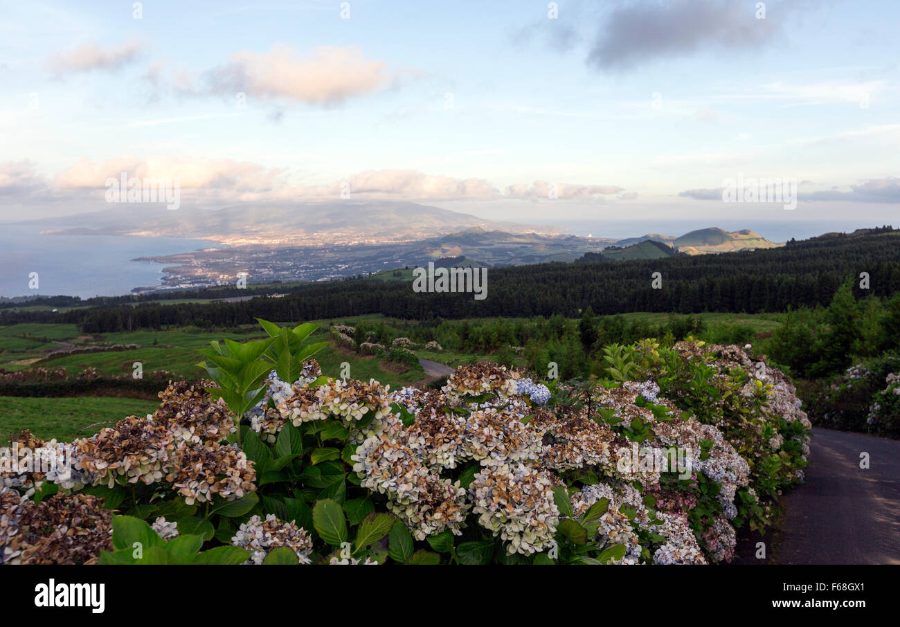 Hydrangea macrophylla with the North São Miguel landscape, Azores ...