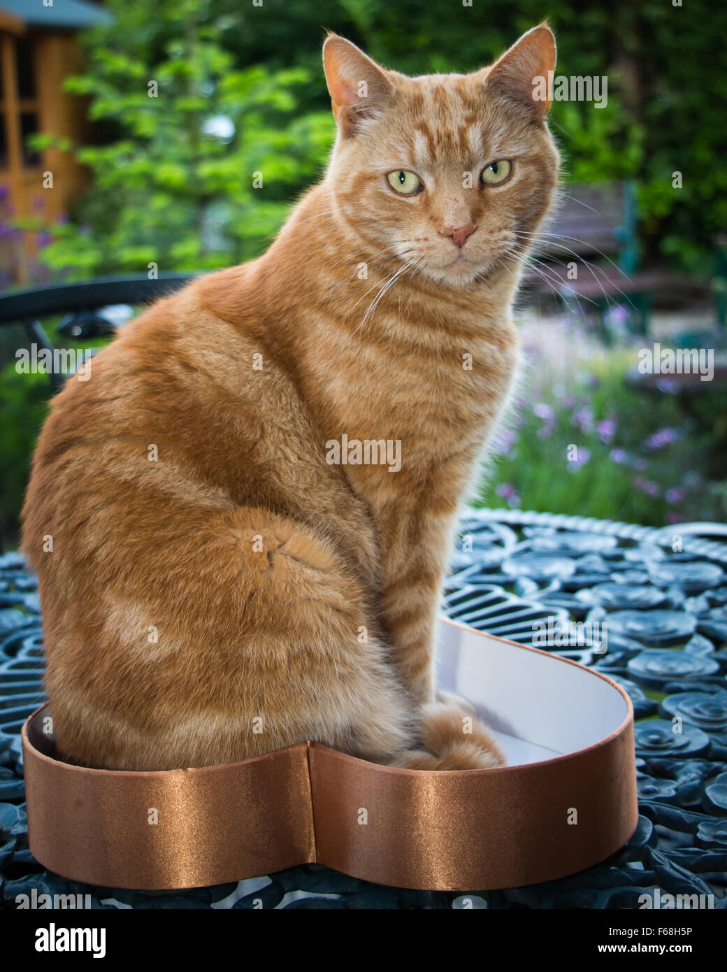 House heart hi-res stock photography and images - Alamy