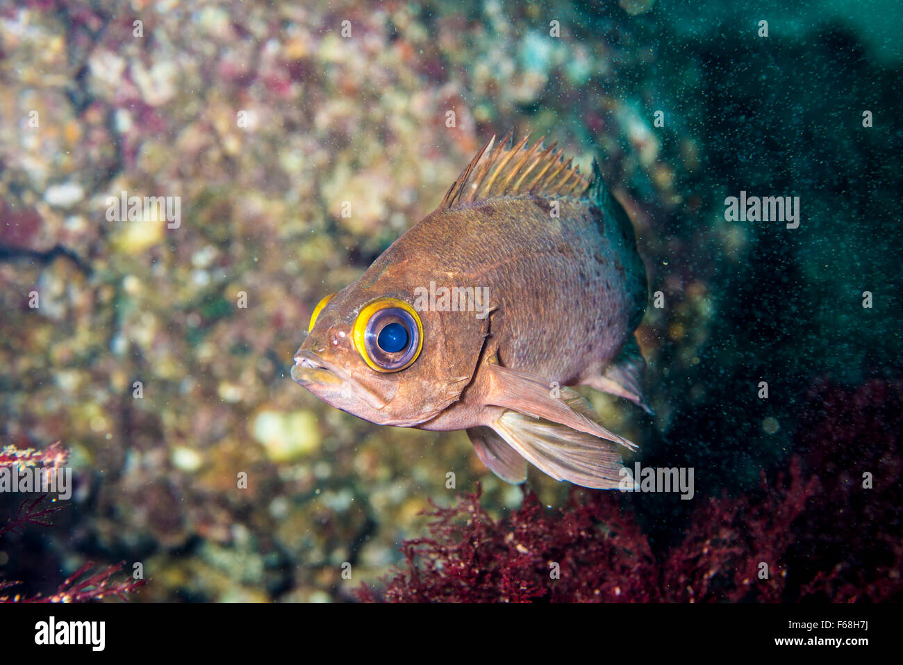 Japanese red sea perch (Sebastes inermis). at Owase, Mie, Japan. Depth ...