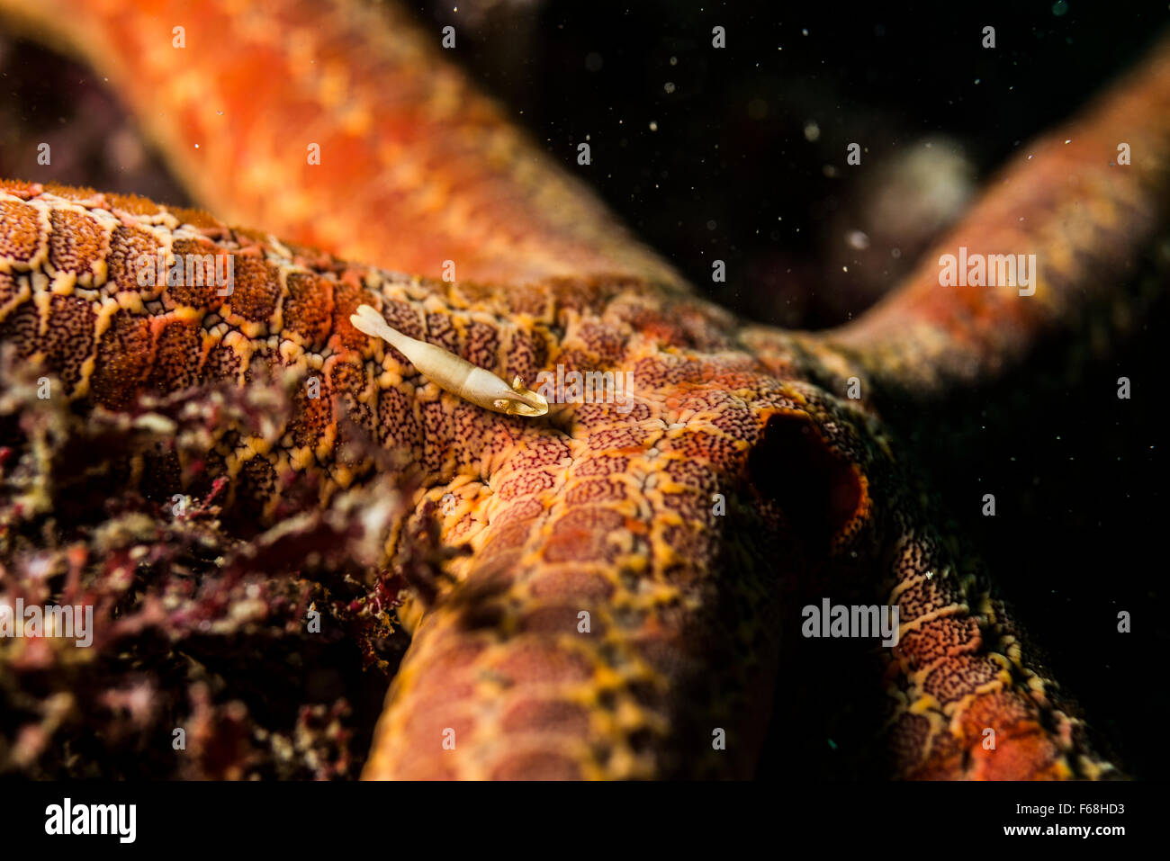 Starfish shrimp (Periclimenes soror) on a big red starfish ( Leiaster ...