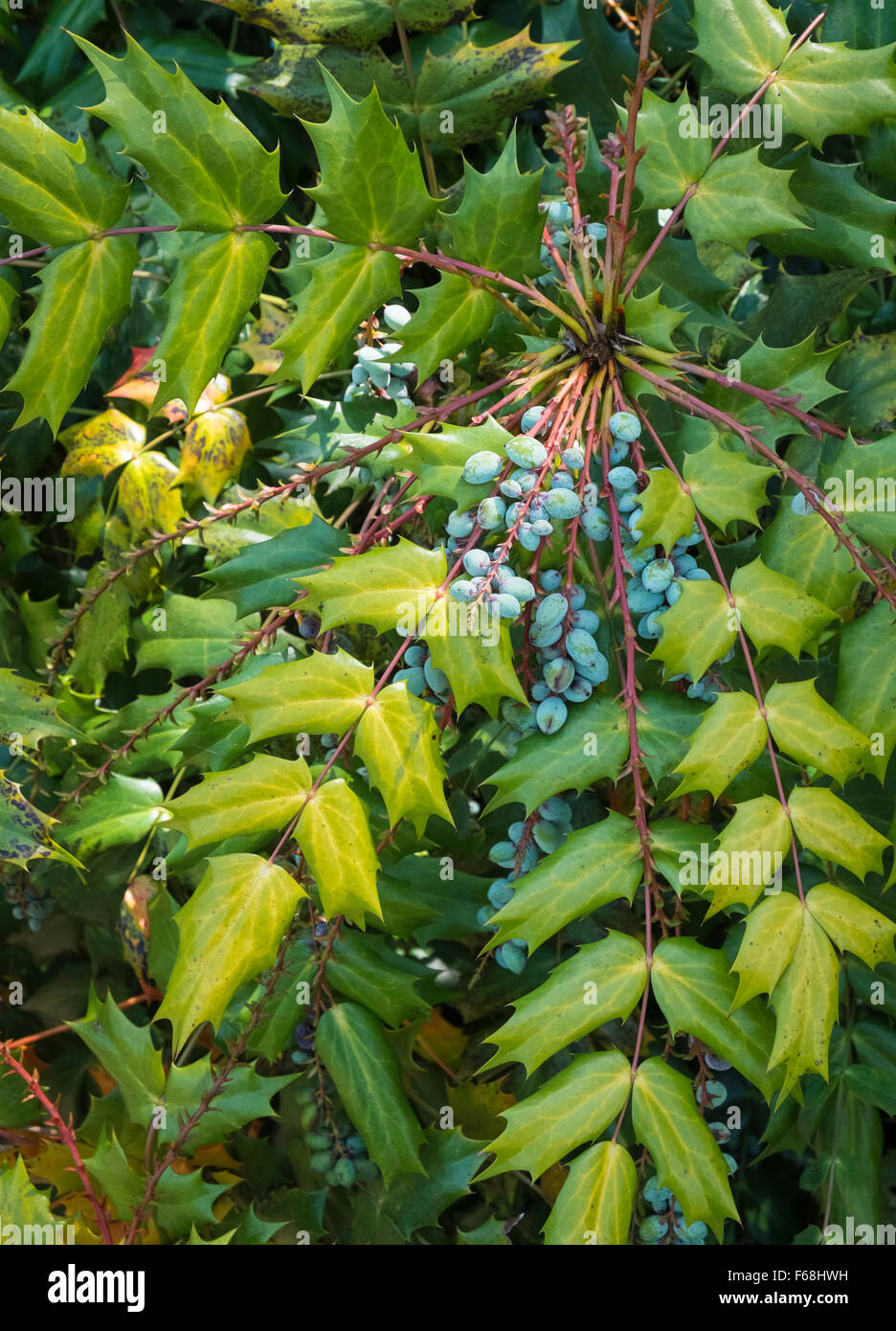 Mahonia Bealei foliage (Leatherleaf Mahonia) with blue fruits Stock ...