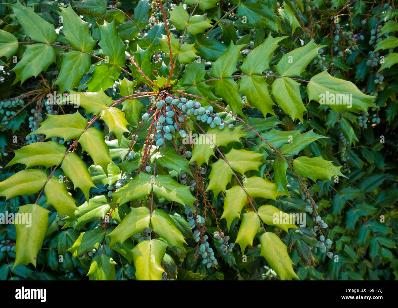 Mahonia bealei hi-res stock photography and images - Alamy