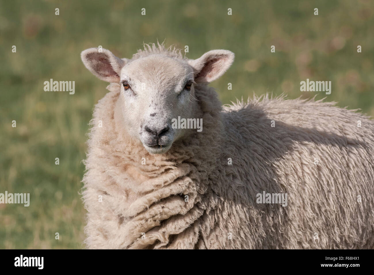 Sheep breed hi-res stock photography and images - Alamy