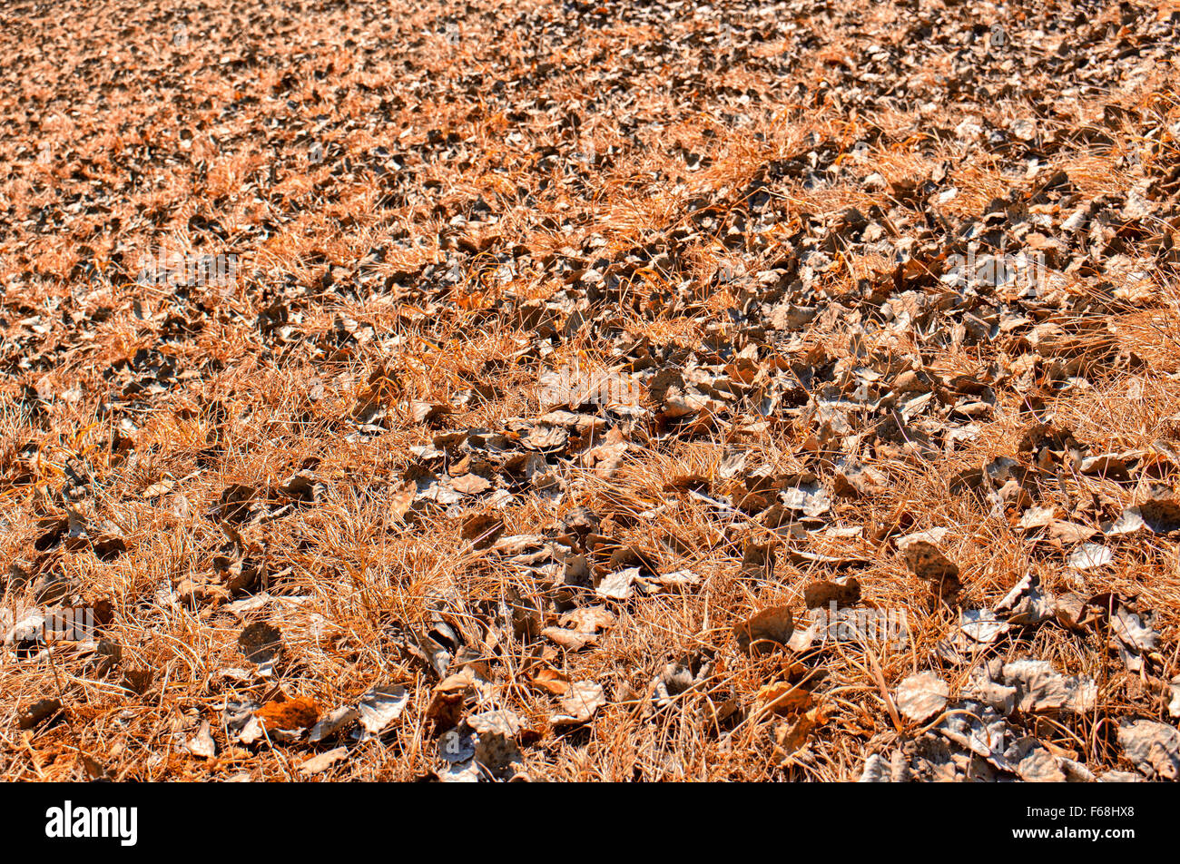 carpet of fall leaves and blades of grass in winter Stock Photo - Alamy