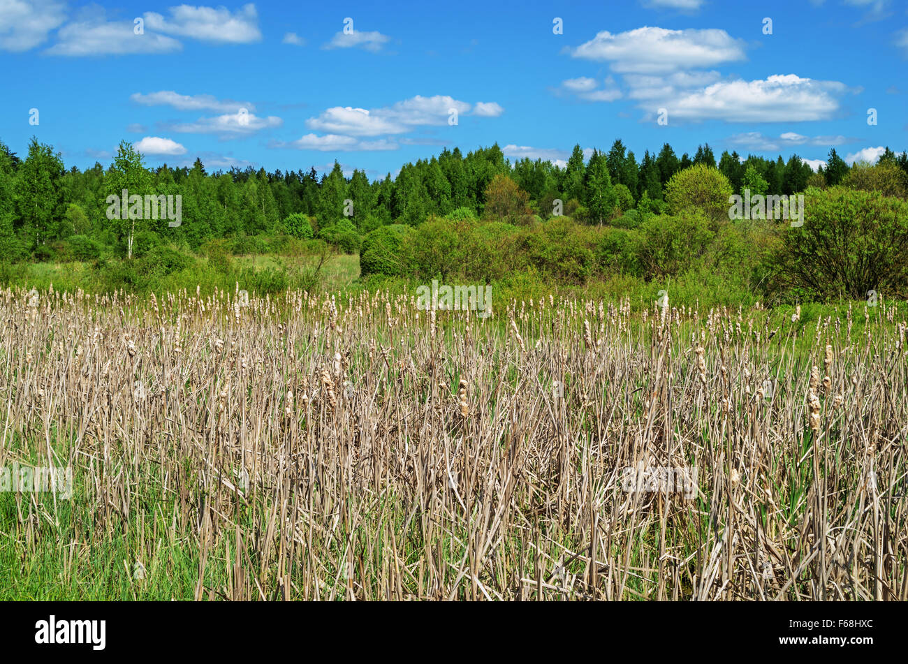 Dry cane on a bog. Spring landscape Stock Photo - Alamy