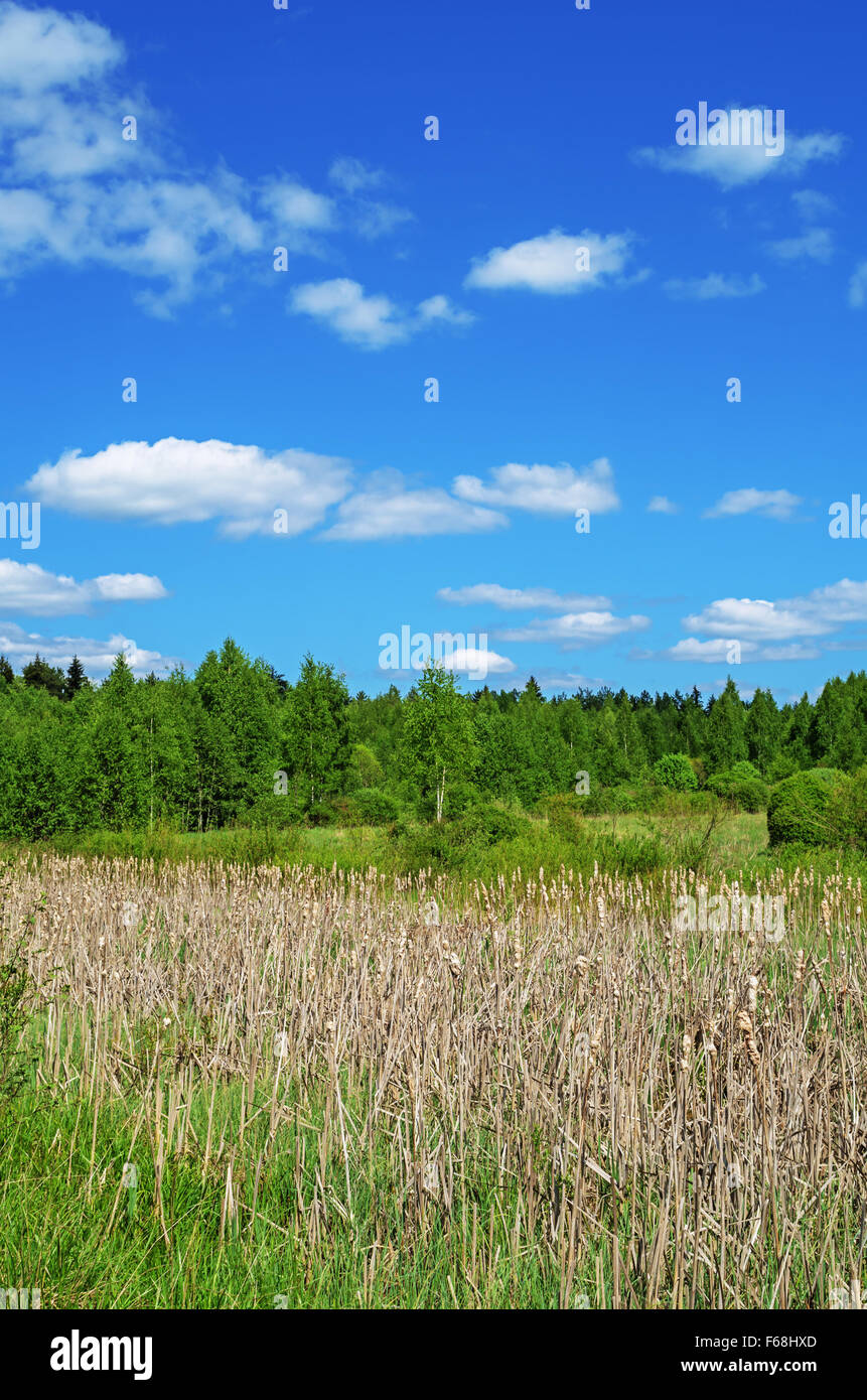 Dry cane on a bog. Spring landscape Stock Photo - Alamy