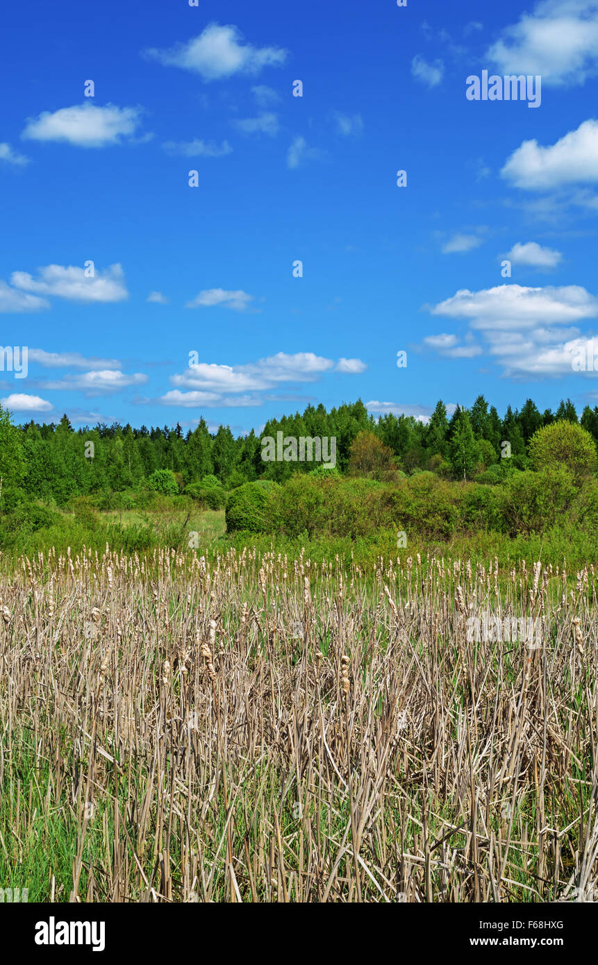 Dry cane on a bog. Spring landscape Stock Photo - Alamy