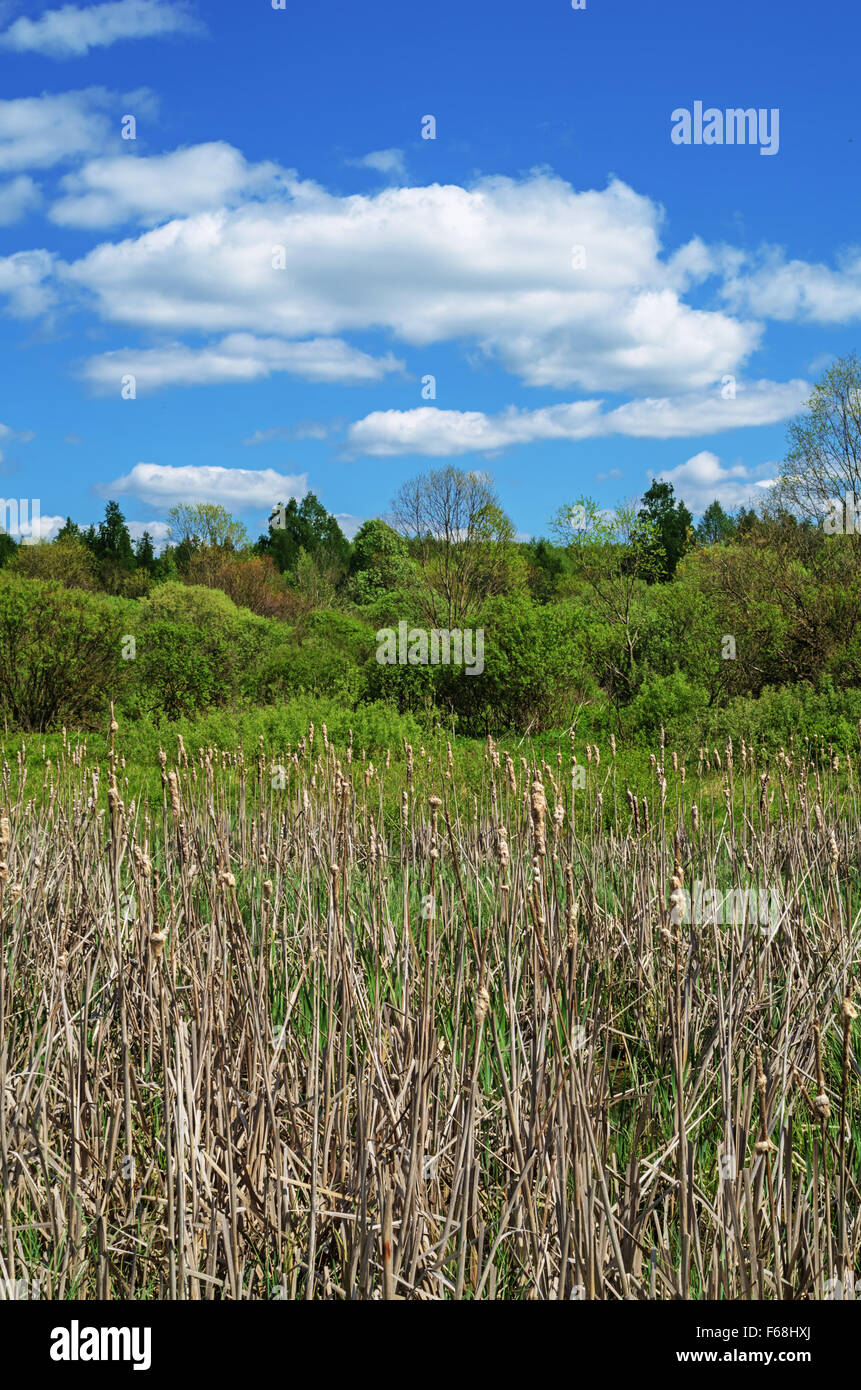Dry cane on a bog. Spring landscape Stock Photo - Alamy