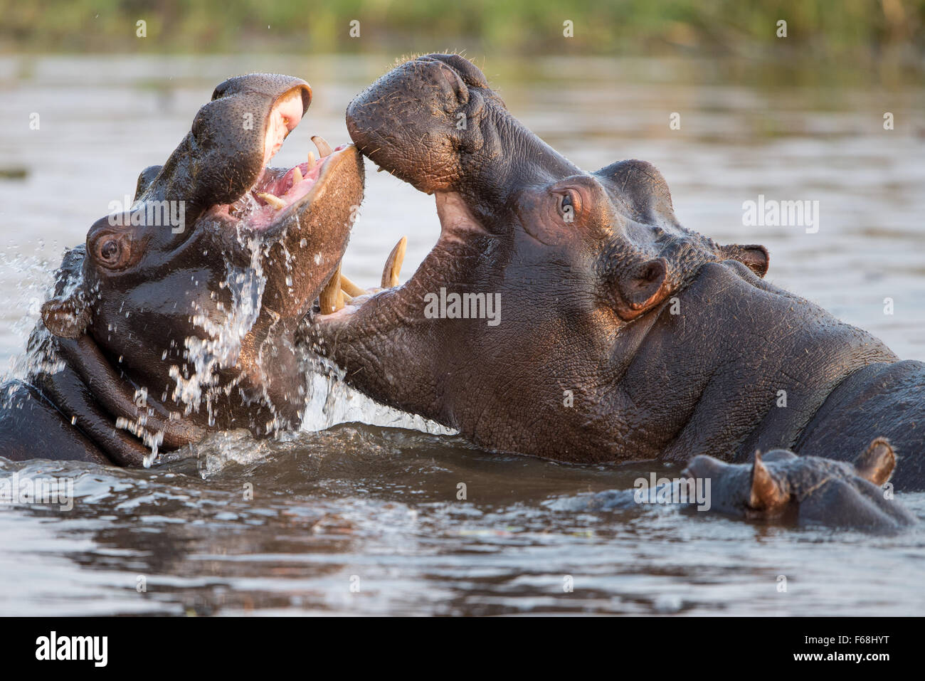 Two hippos (Hippopotamus amphibius) palying in water with small hippo ...