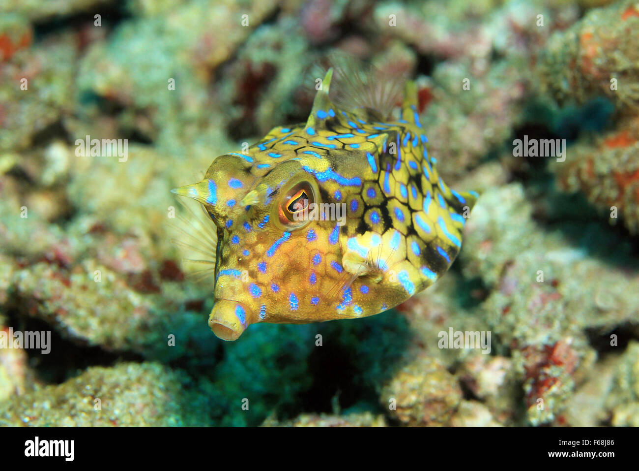 Cowfish hi-res stock photography and images - Alamy