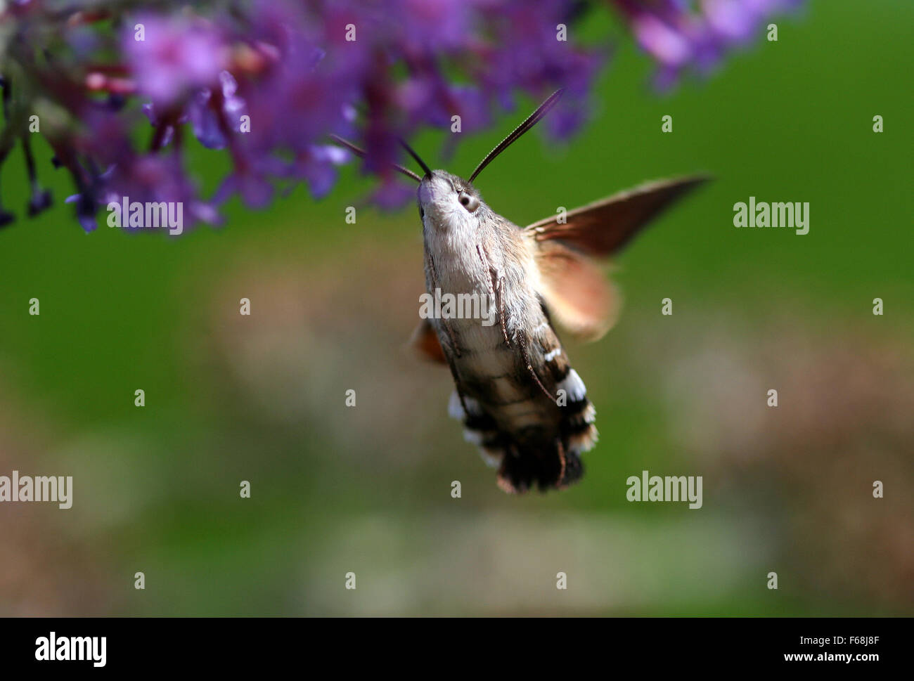 Hummingbird Hawk Moth Stock Photo - Alamy