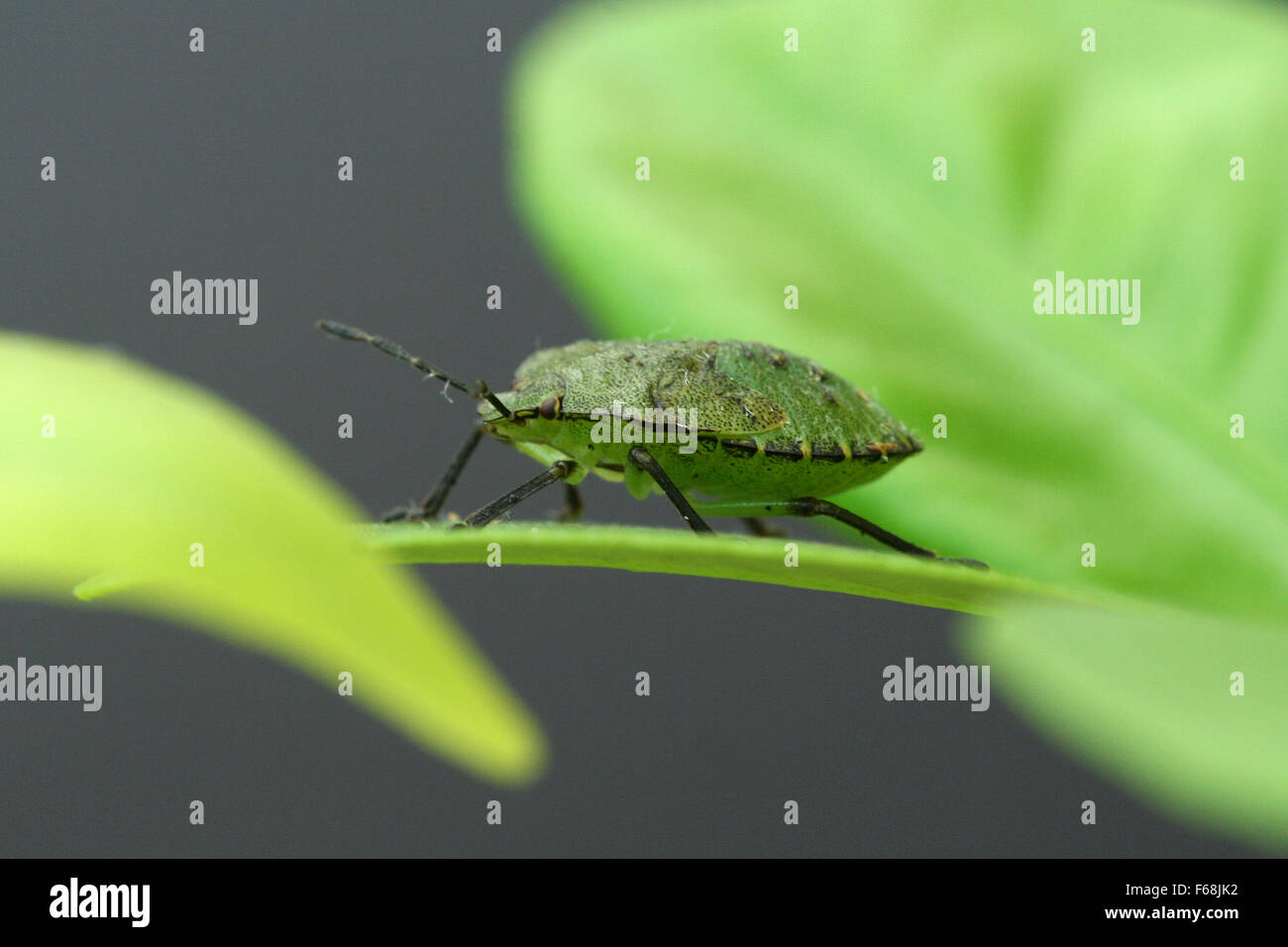 Weird shaped insect hi-res stock photography and images - Alamy