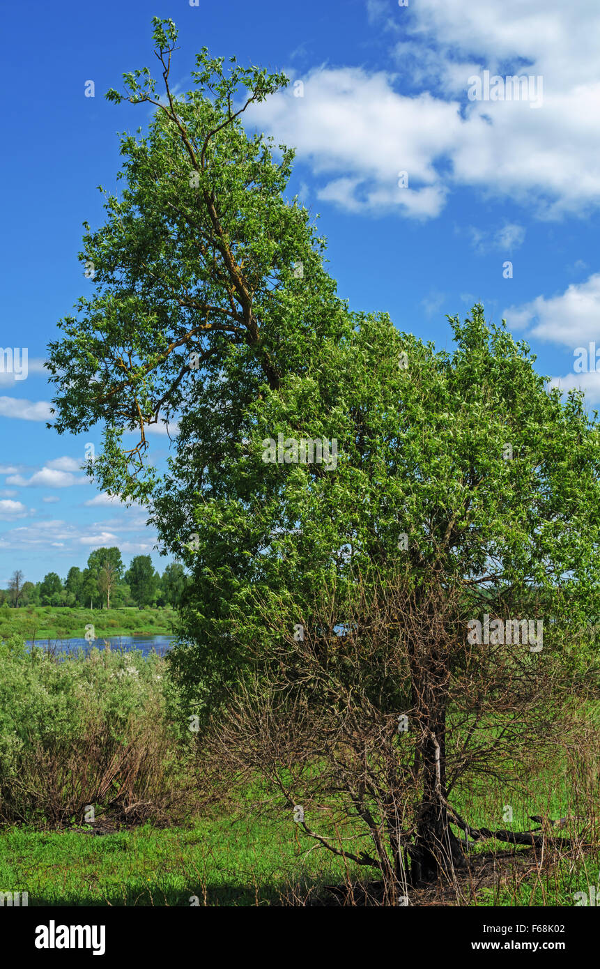 River Western ( Zapadnaja) Dvina landscape Stock Photo - Alamy