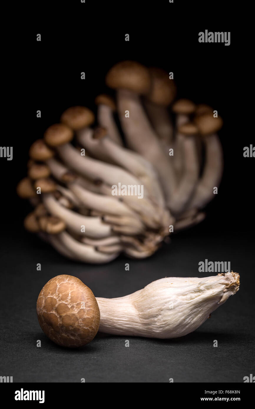 Shimeji fungi hi-res stock photography and images - Alamy