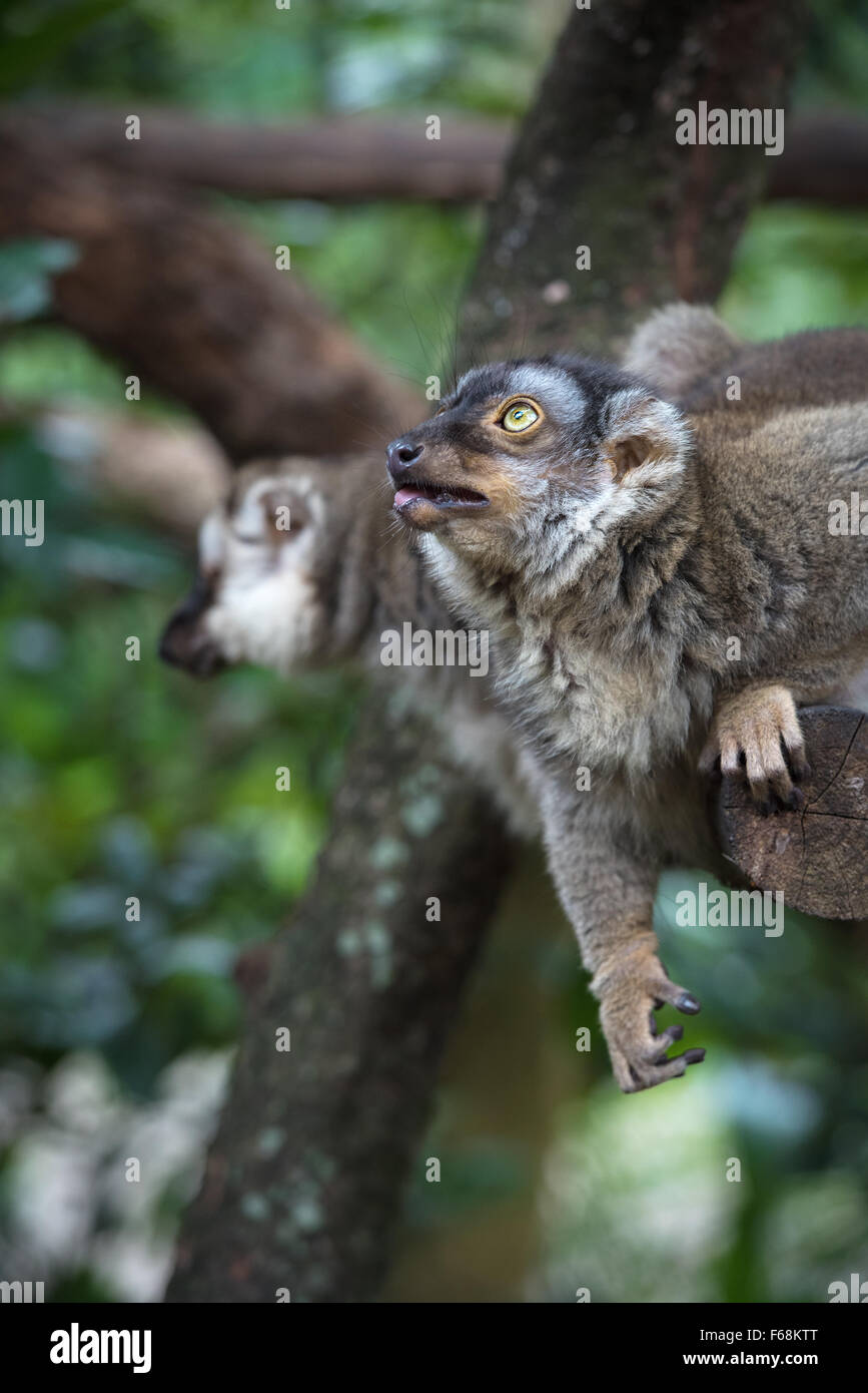 Surprised lemur hi-res stock photography and images - Alamy