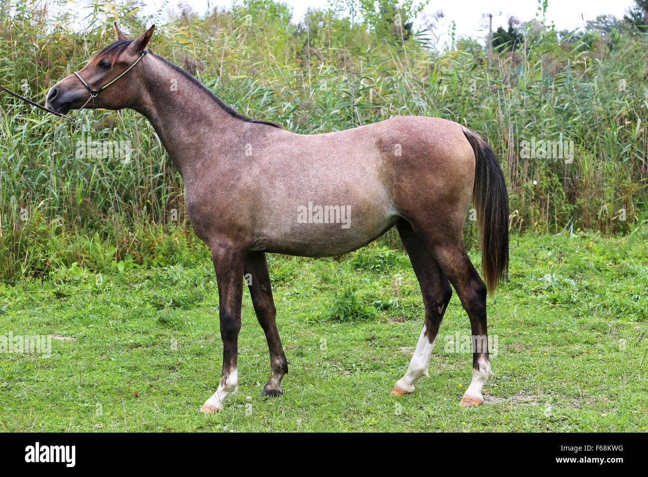Purebred arabian horse posing on natural background Stock Photo - Alamy