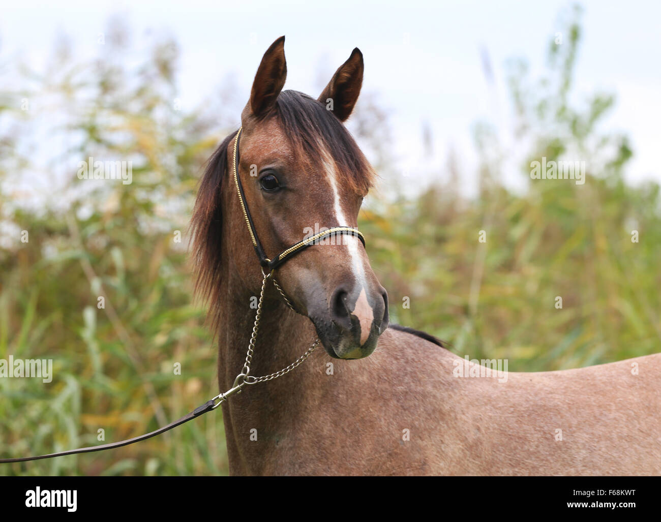 Purebred arabian horse posing on natural pasture Stock Photo - Alamy