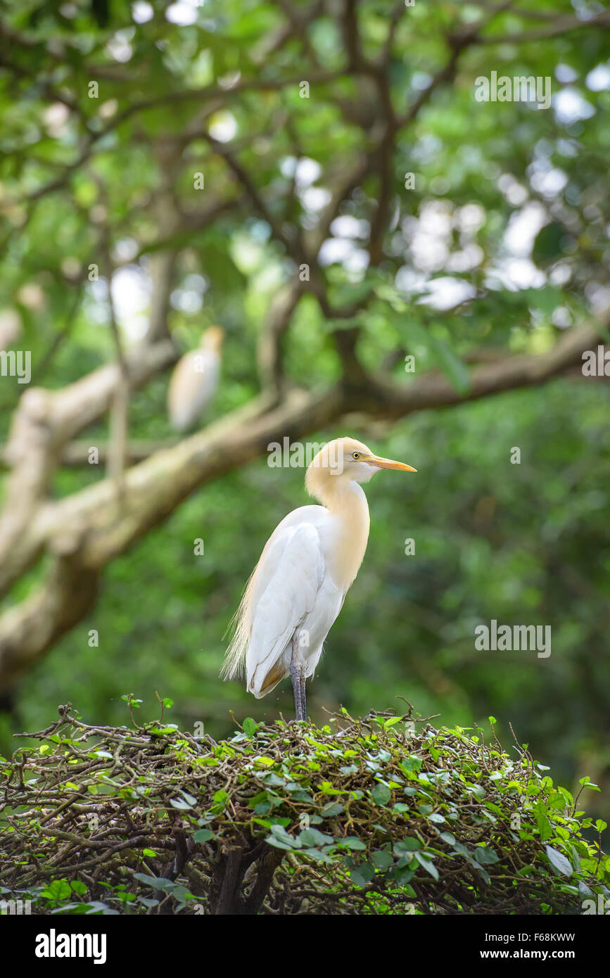 Cattle egret on top of a tree with forest in the background Stock Photo ...