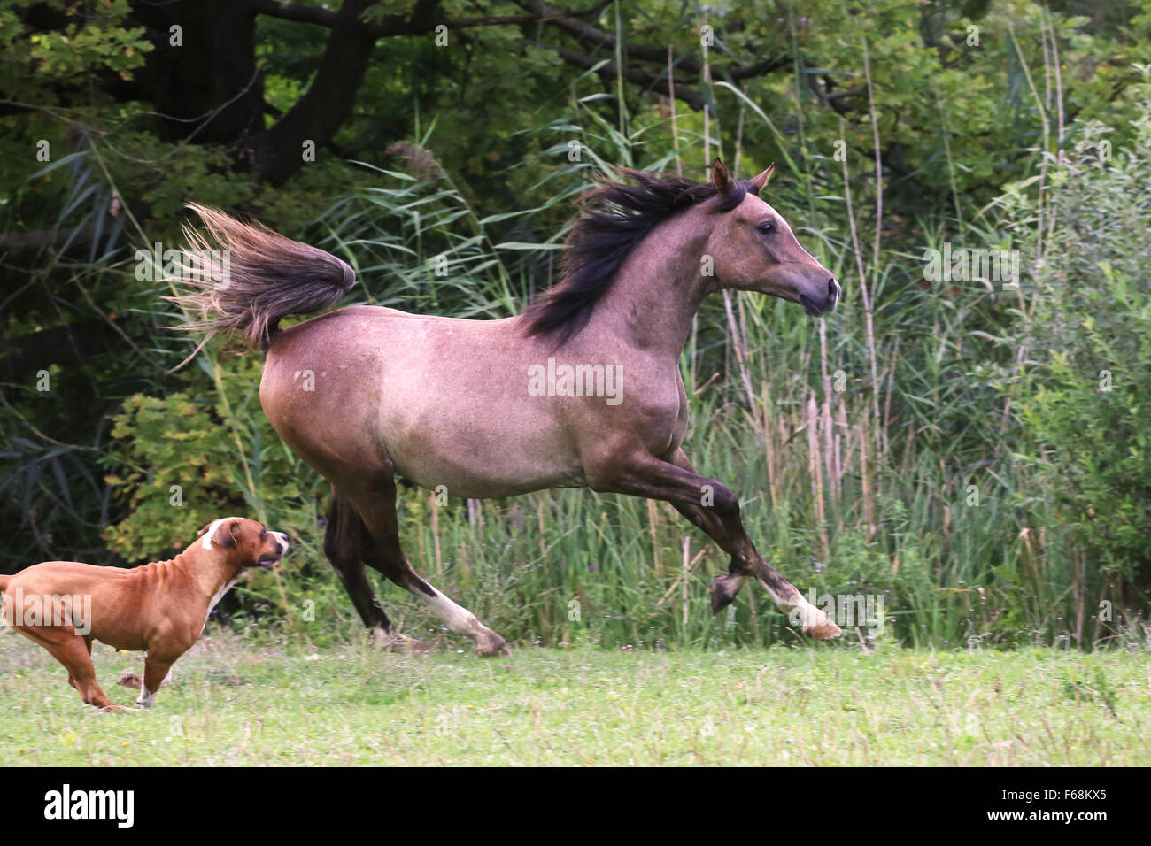 Young horse galloping on pasture against green reed with a bulldog ...