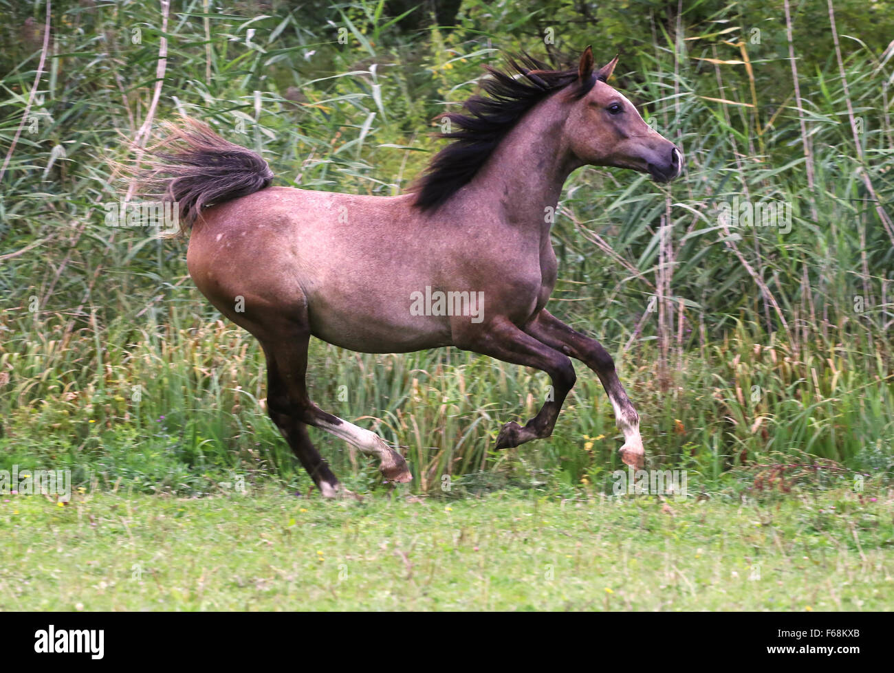 Arabian horse running hi-res stock photography and images - Alamy