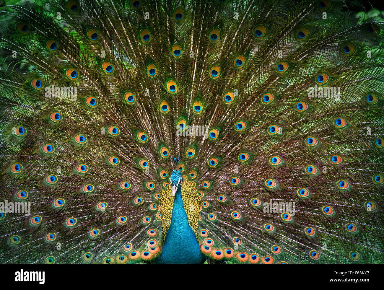 Male indian peacock displays his beautiful tail Stock Photo - Alamy