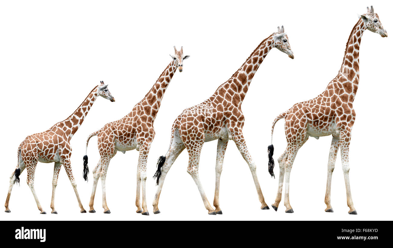 Giraffes in various poses isolated on white with clipping path Stock ...