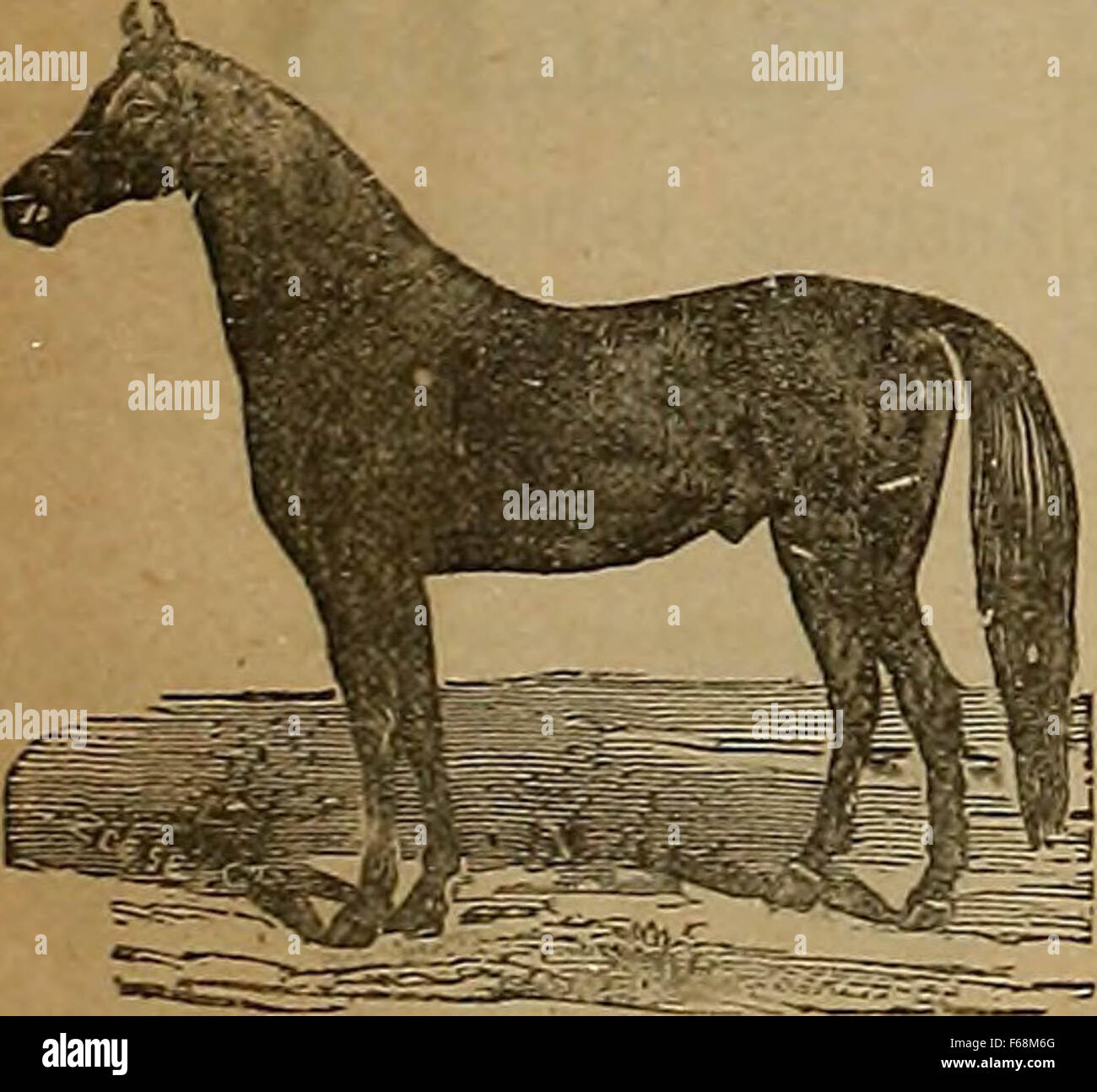 Breeder and sportsman Stock Photo - Alamy