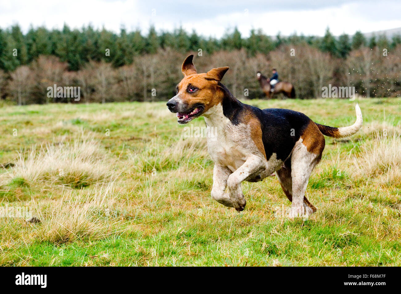 Foxhound on a hunt Stock Photo - Alamy