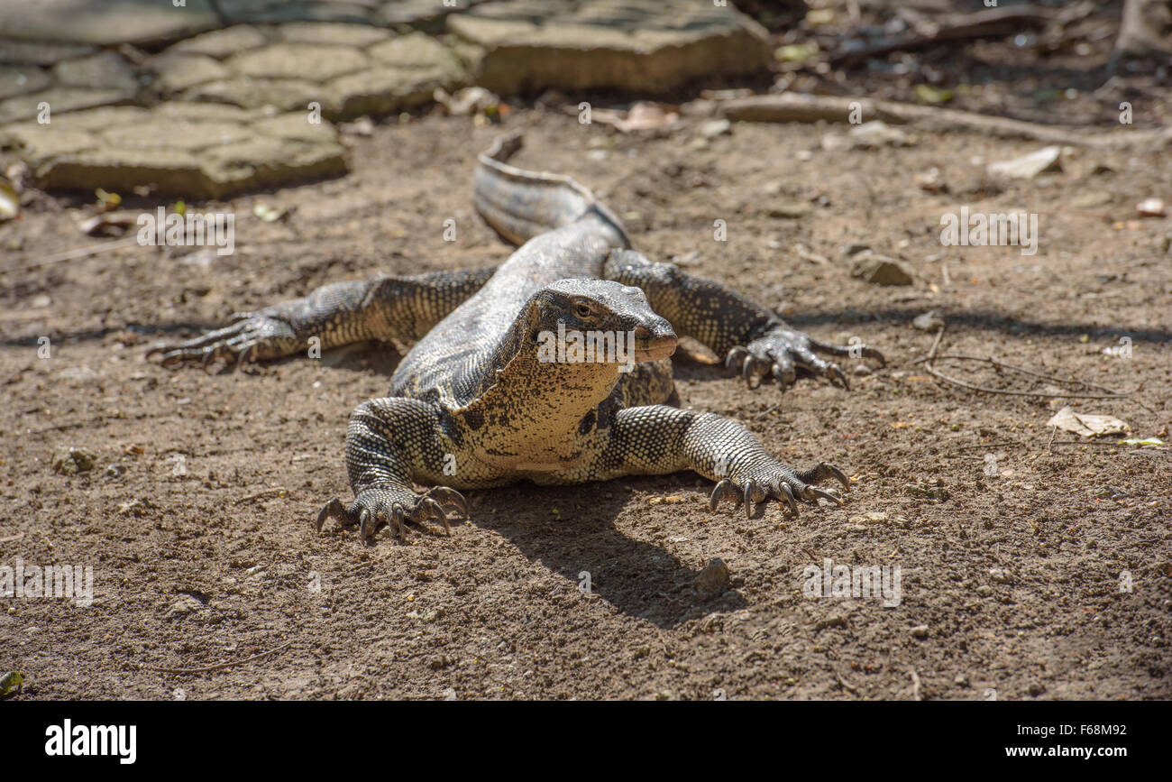 Large malayan water monitor hi-res stock photography and images - Alamy