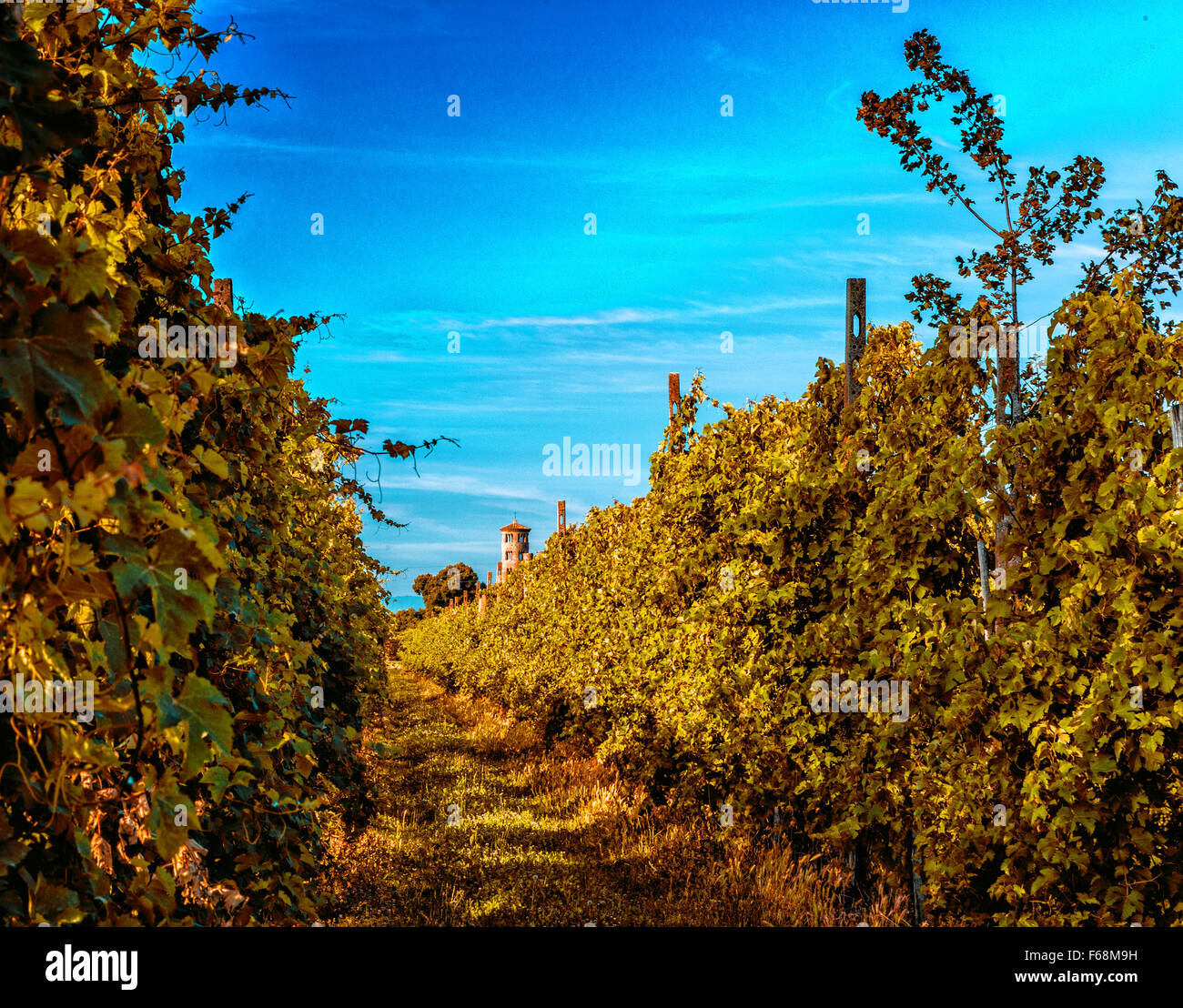 Church steeple and vineyards in the Italian countryside under cloudy ...