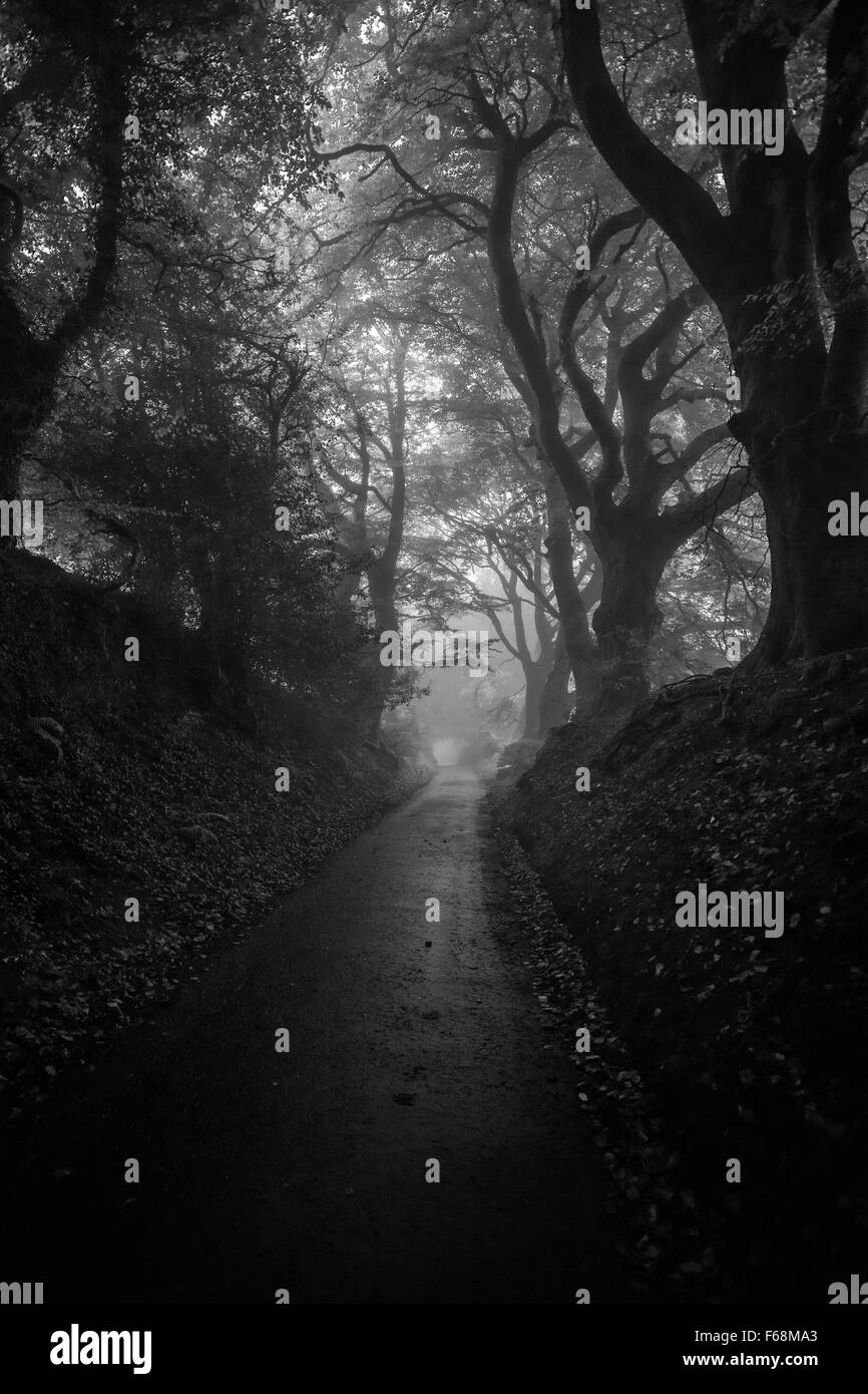 Sunken lane hi-res stock photography and images - Alamy