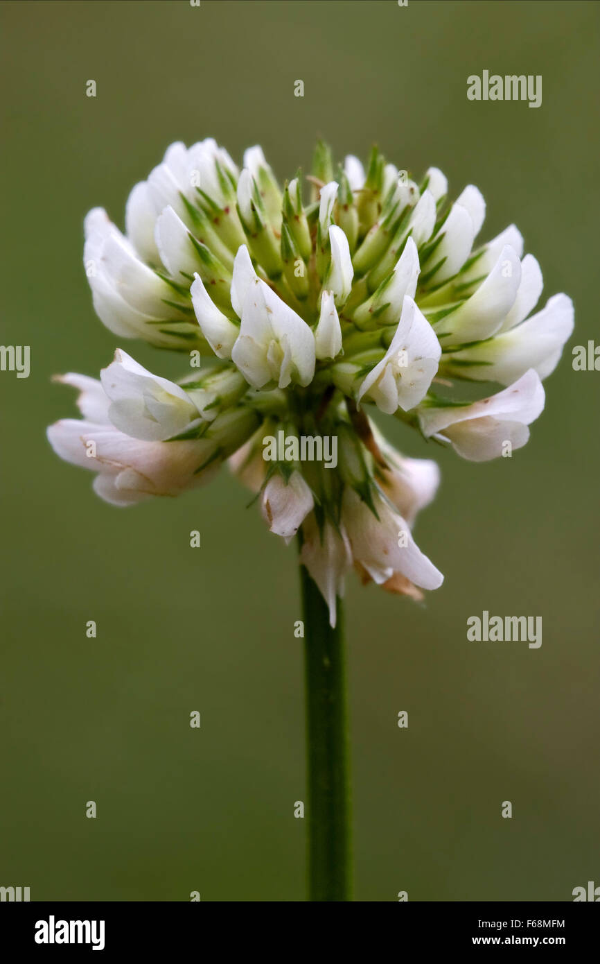 macro close of a yellow white leguminose in green background Stock ...