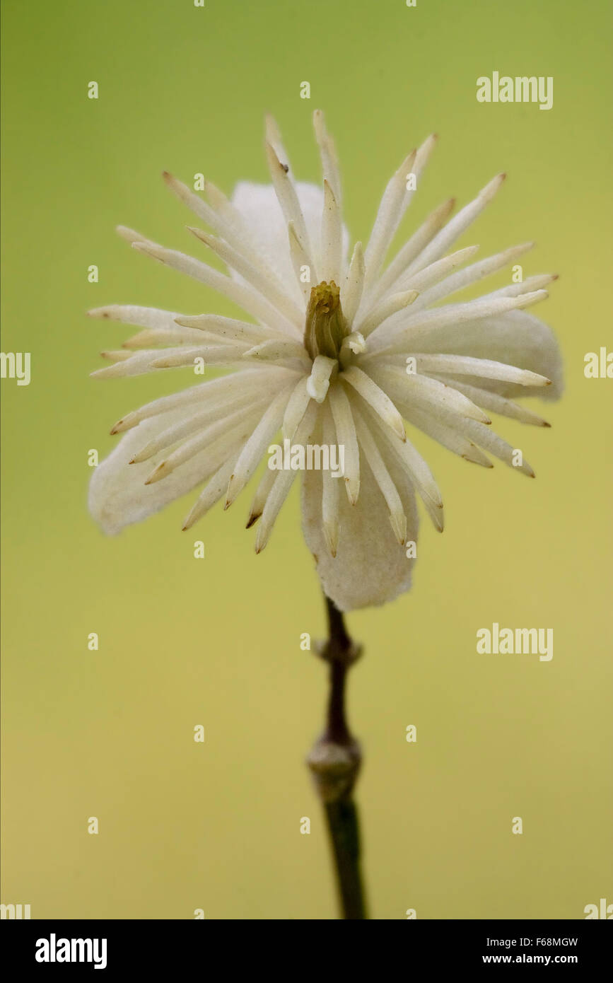 macro close of a yellow white leguminose in green background Stock ...